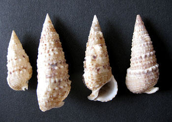 蟹守螺总科 Cerithiacea 蓝色动物学（中国动物学科普）